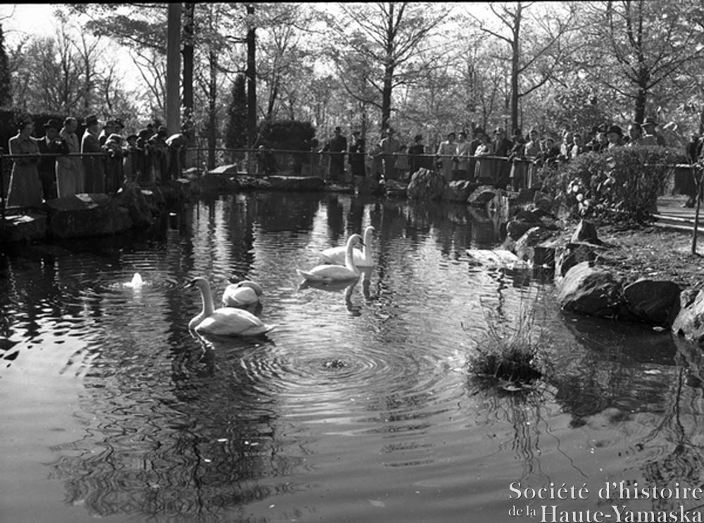 Un étang et des cygnes au Zoo de Granby - Eastern Townships Archives Portal